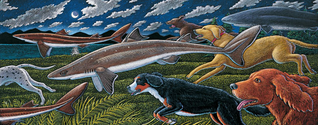 Spiny Dogfish Drawing